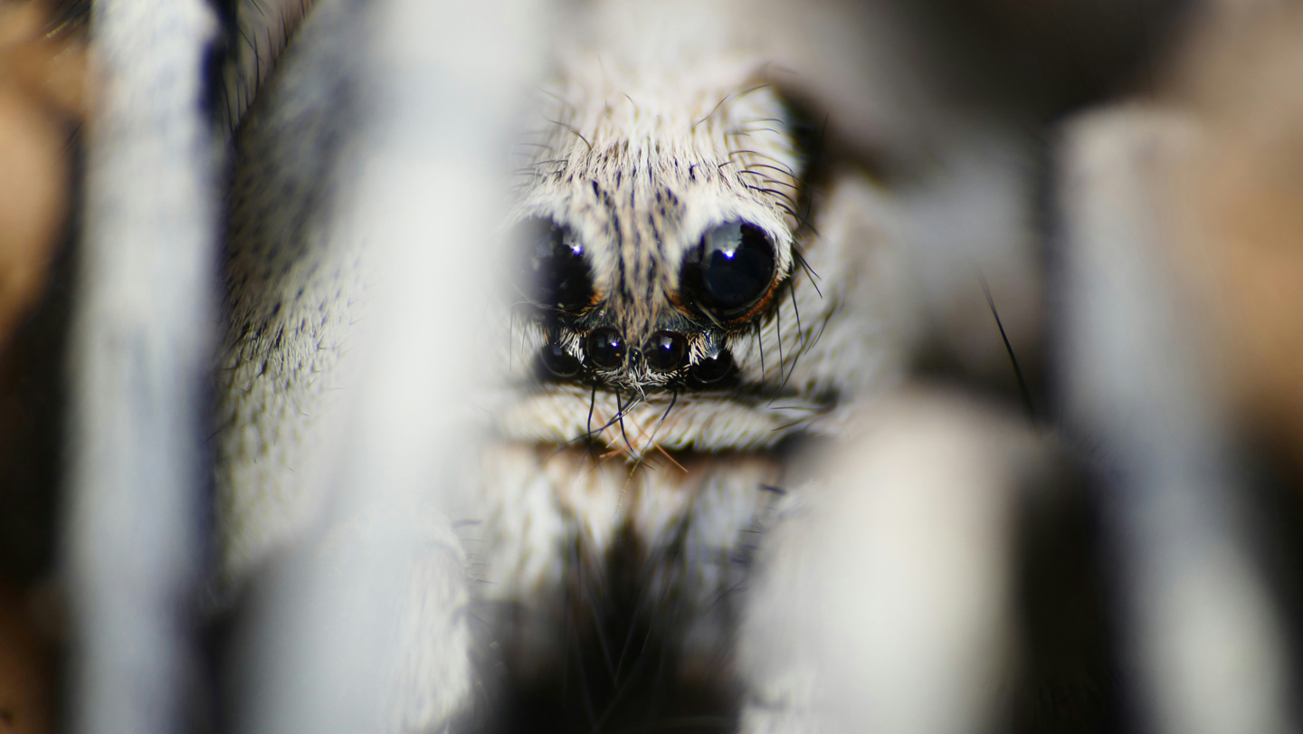 International Bat Night on Medvednica accommodation and apartments ...