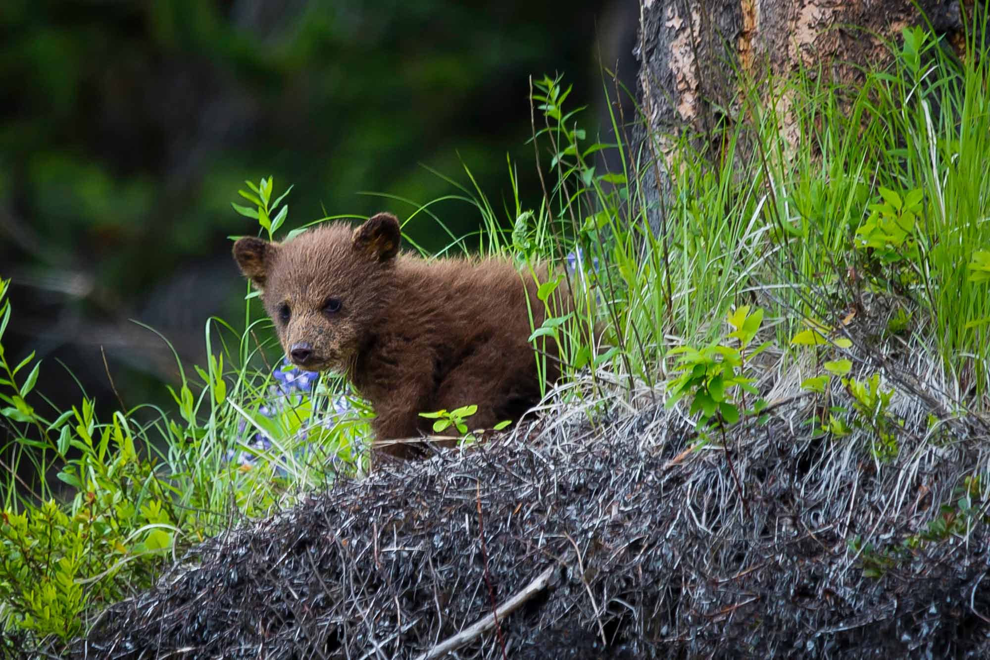 Kuterevo Bear Refuge accommodation and apartments nearby | Direct ...