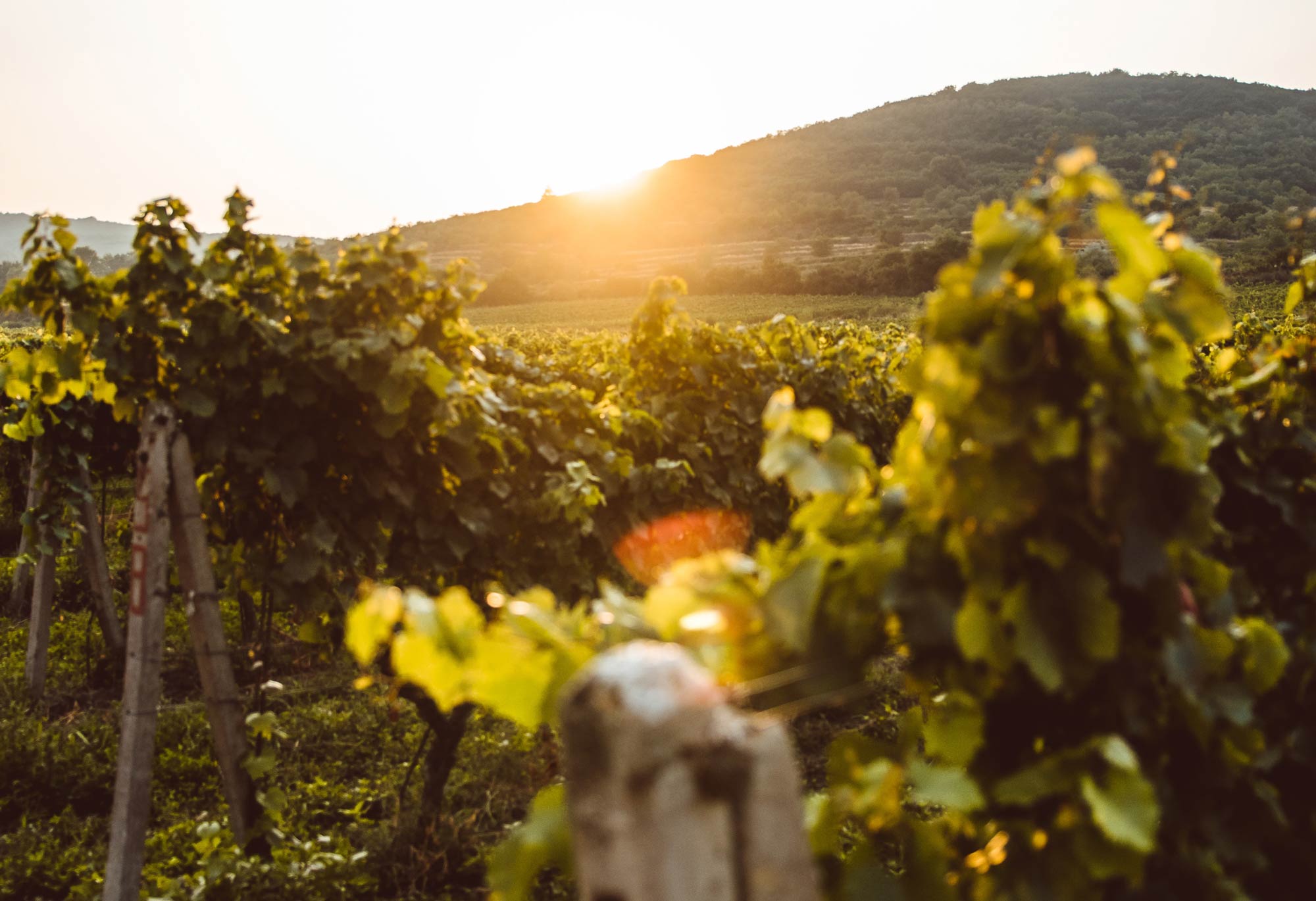 Kutjevo vineyards accommodation and apartments nearby | Direct-Croatia.com